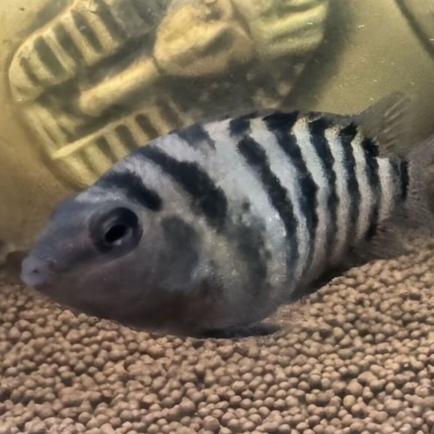 Рыбки цихлиды чернополосые