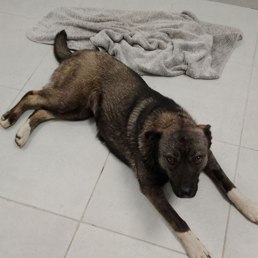 Щенок в добрые руки