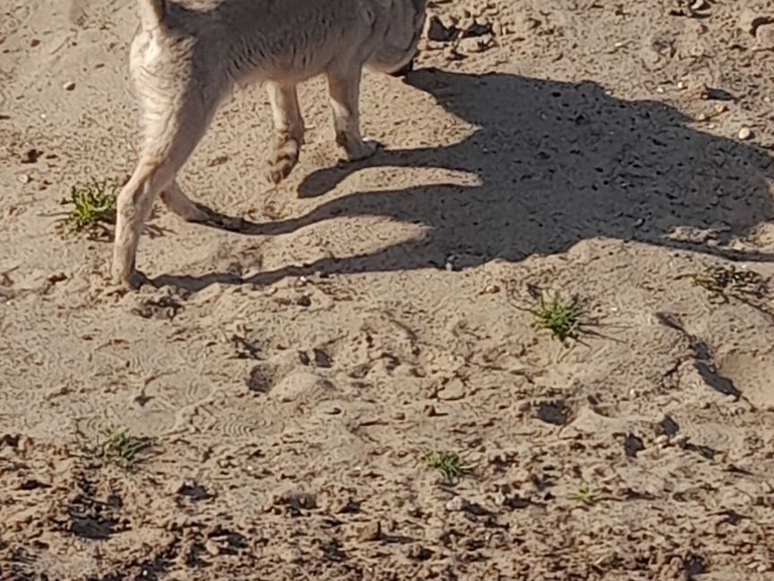 Щенки лайки будут большими 4 месяца
