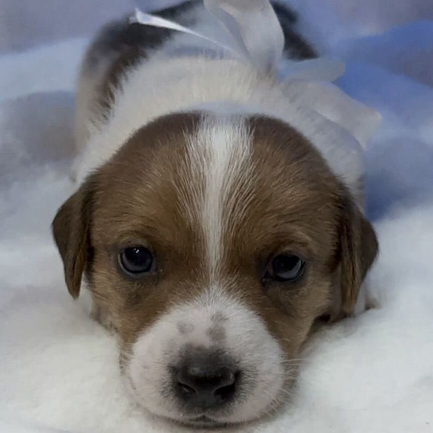 Джек-рассел-терьер, щенок