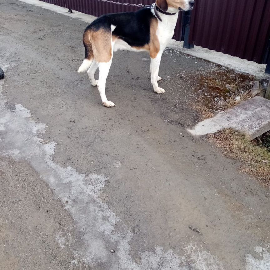 Собака