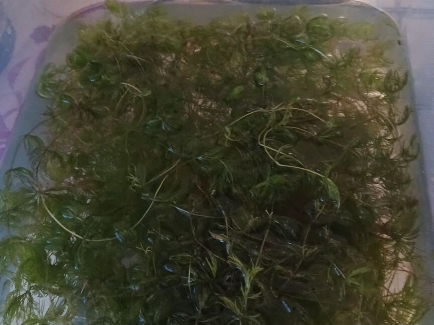 Роголистник в аквариум