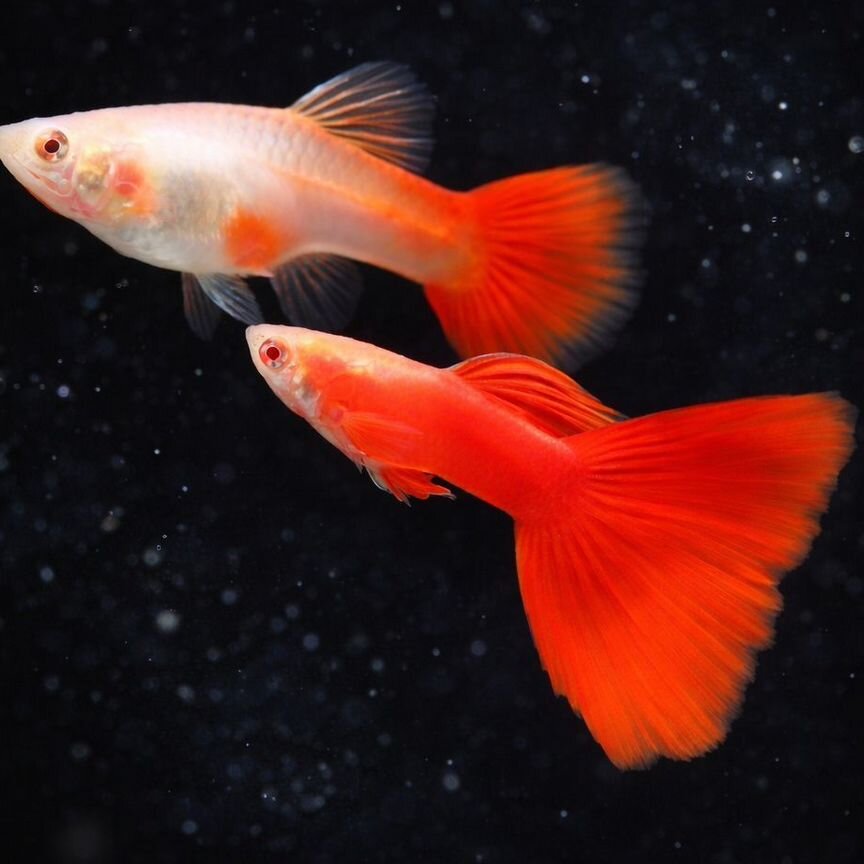 Гуппи фул ред альбиносы
