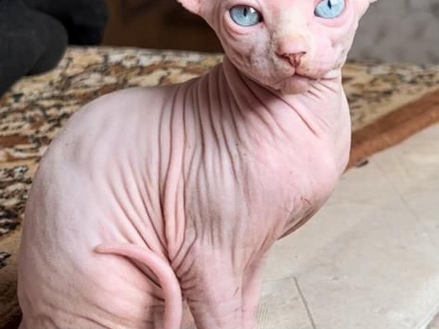 Котята эльфы