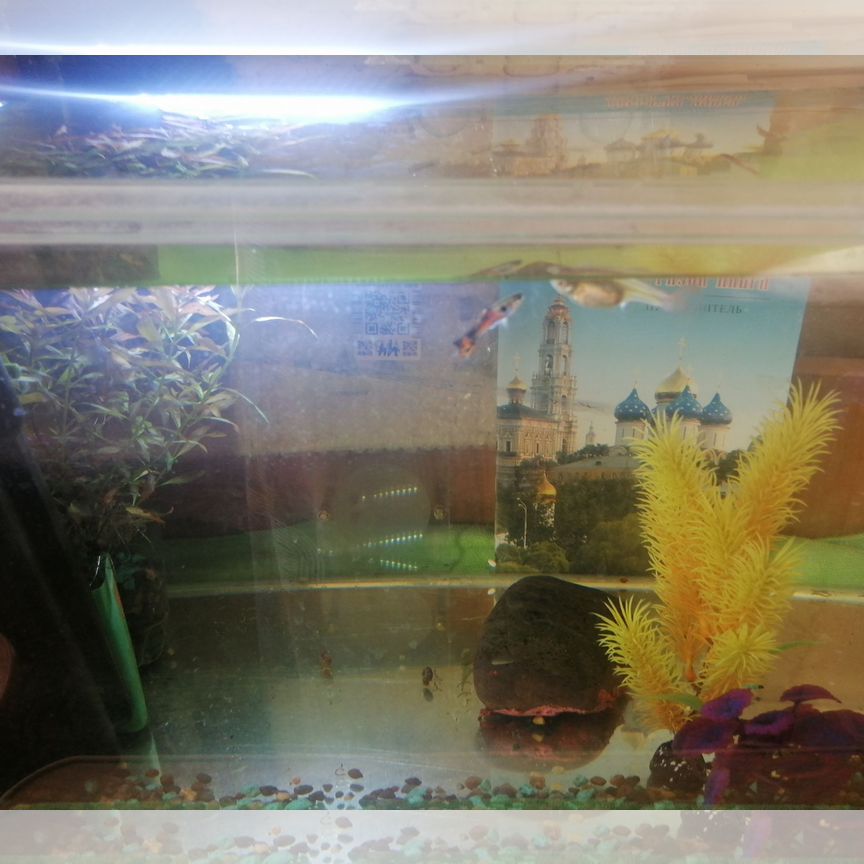 Аквариум с рыбками