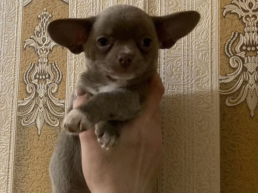 Щенки чихуахуа