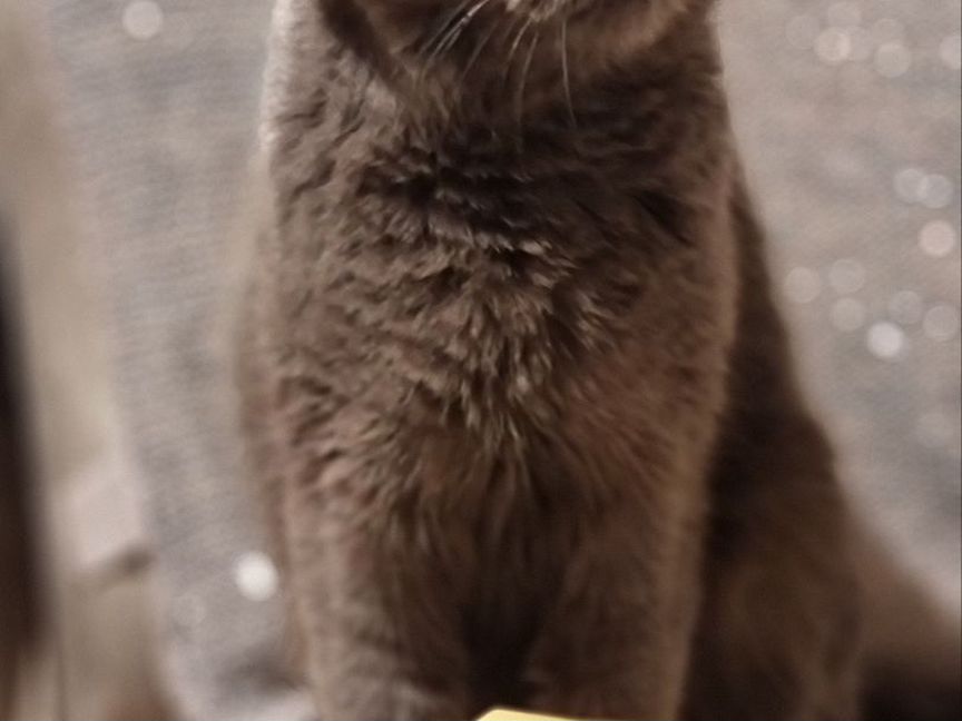 Русская голубая британка