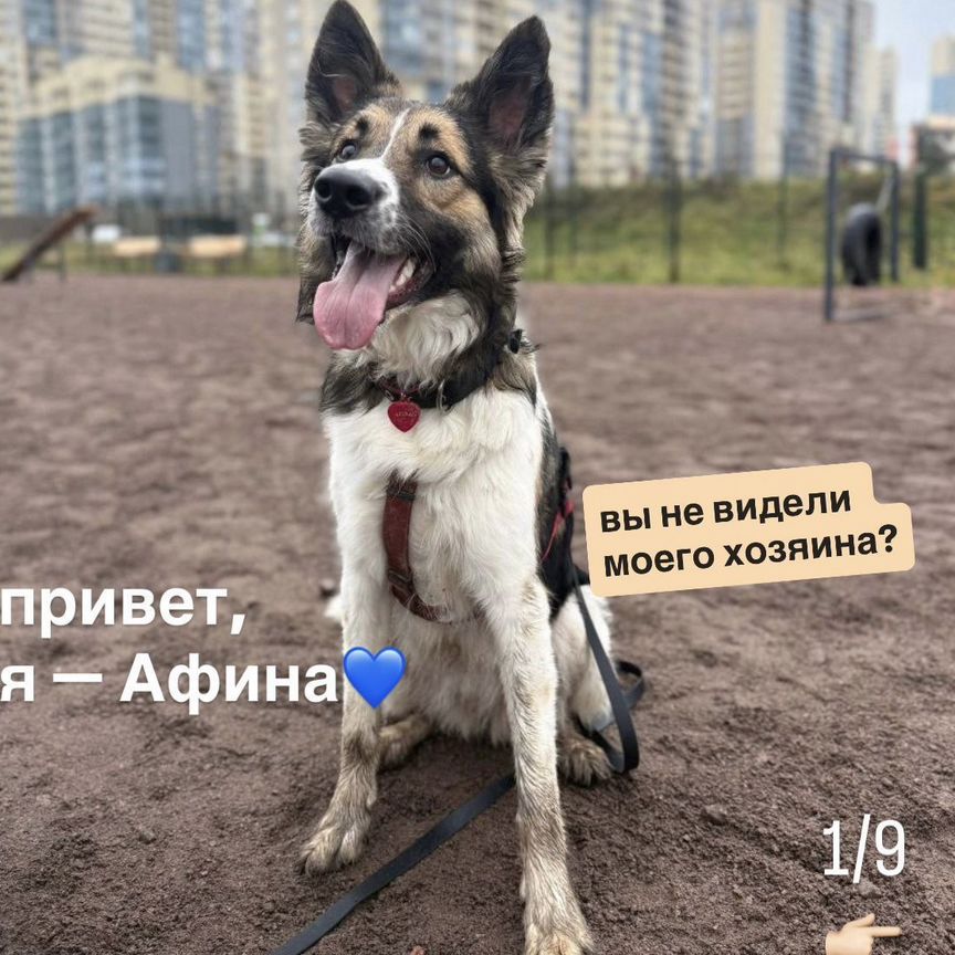 Щенок в добрые руки