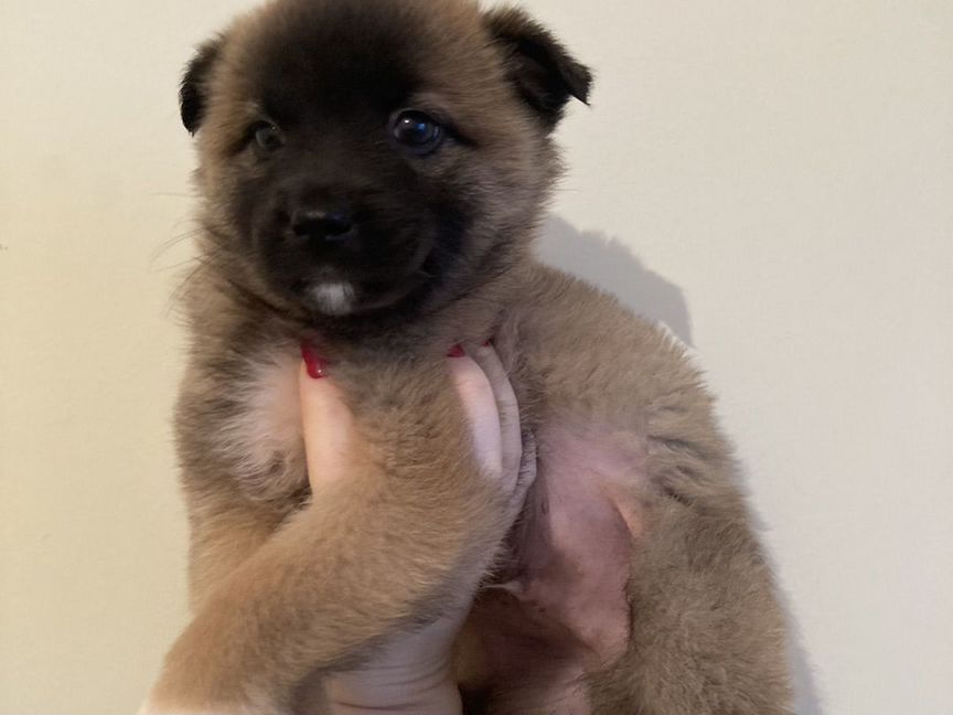 Щенок в дар
