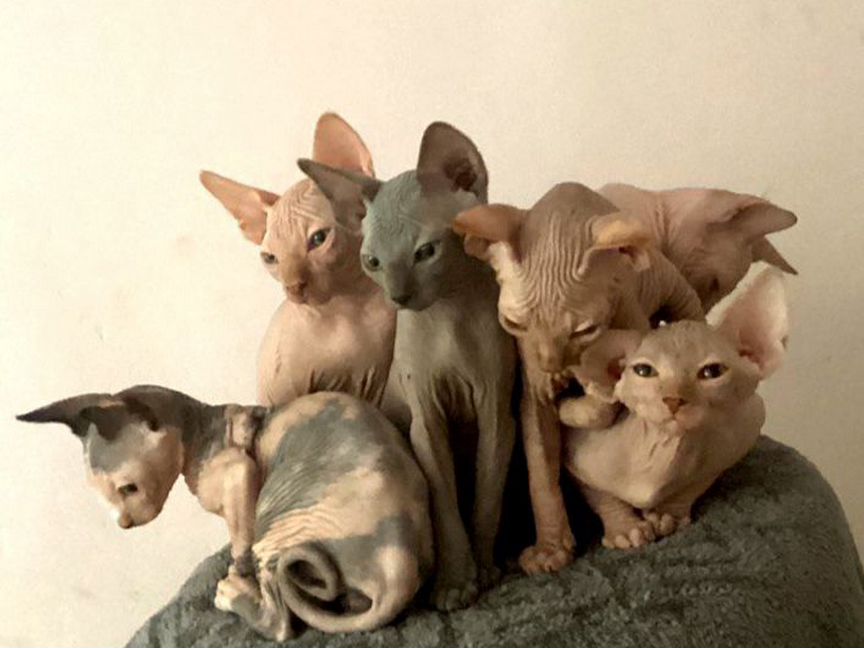 Котята с документами