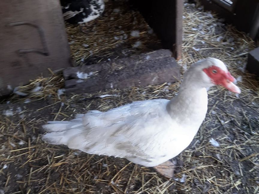 Семья индоуток