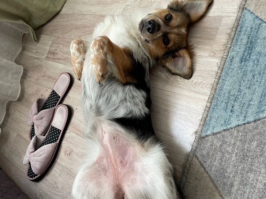 Щенок в добрые руки нашли в поле