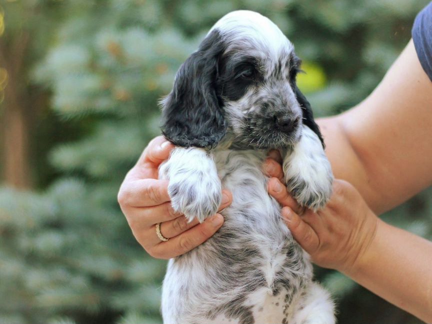 Английский кокер спаниель