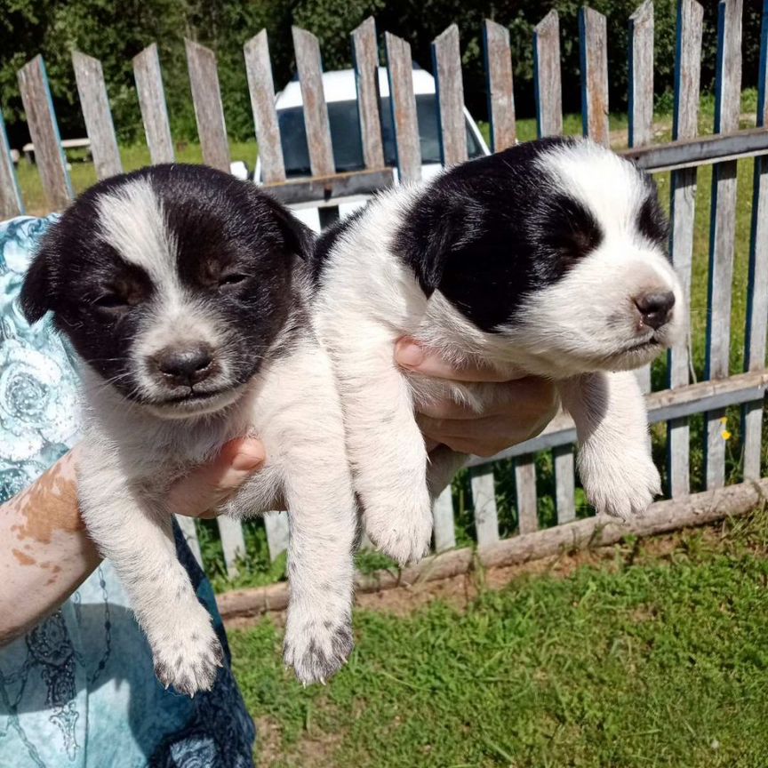 Малышка в добрые руки