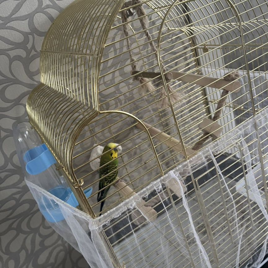 Волнистый попугай