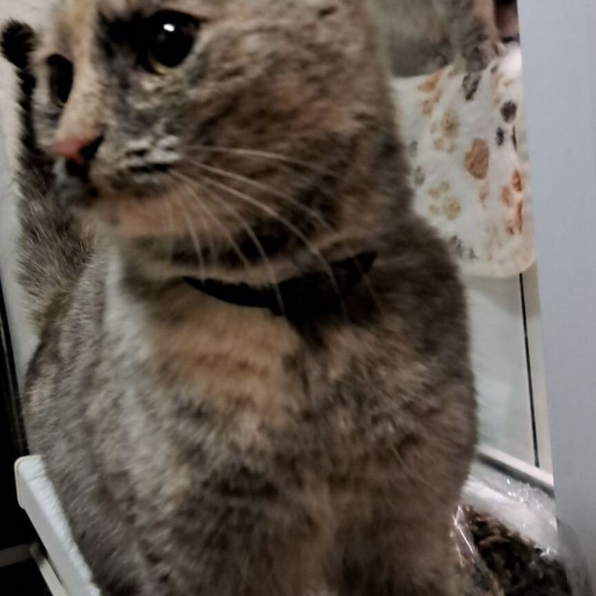 Беспородные