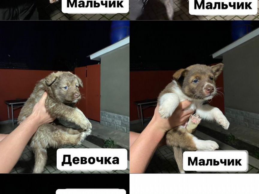 Щеночки в добрые руки