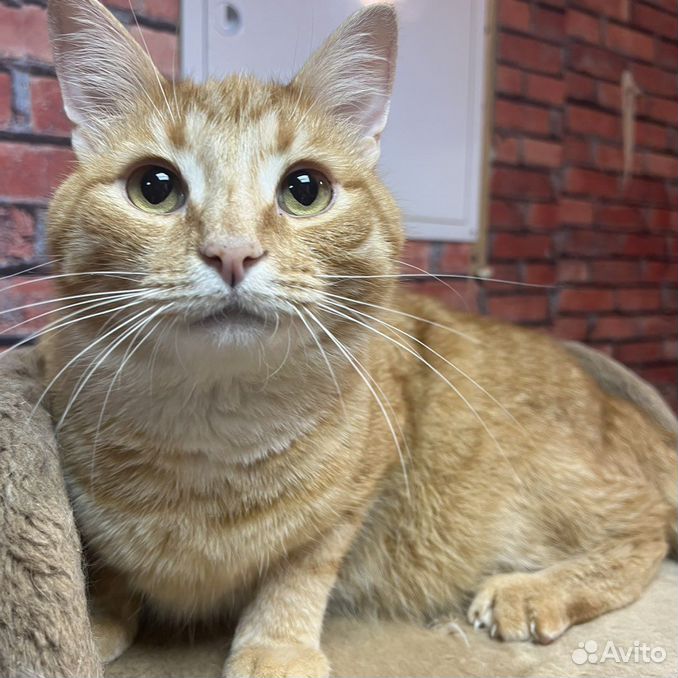 Котик мальчик Василий 2 года ищет дом