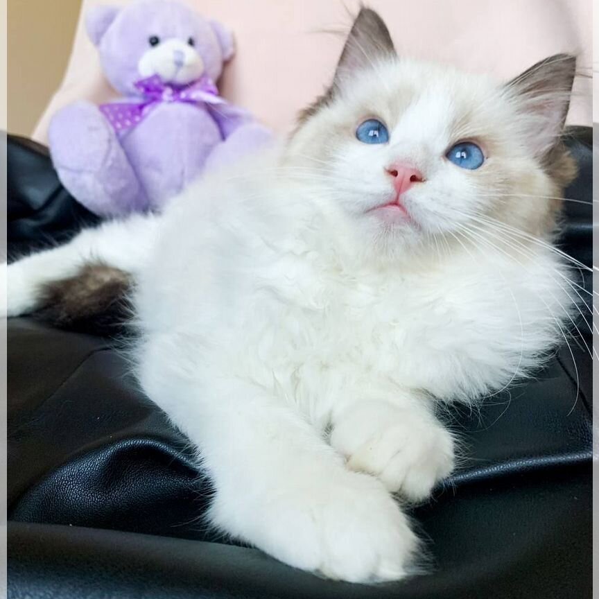 Рэгдолл котёнок