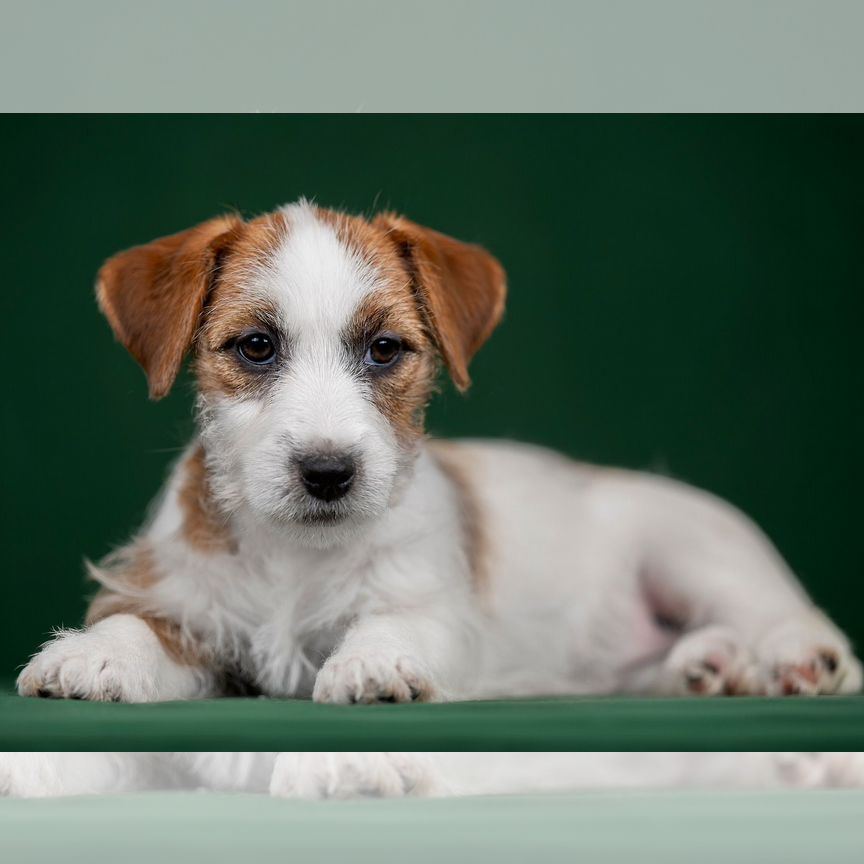 Джек-рассел-терьер, щенок