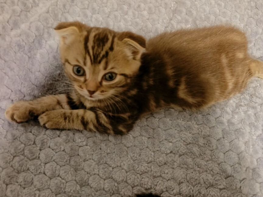 Шотландская вислоухая