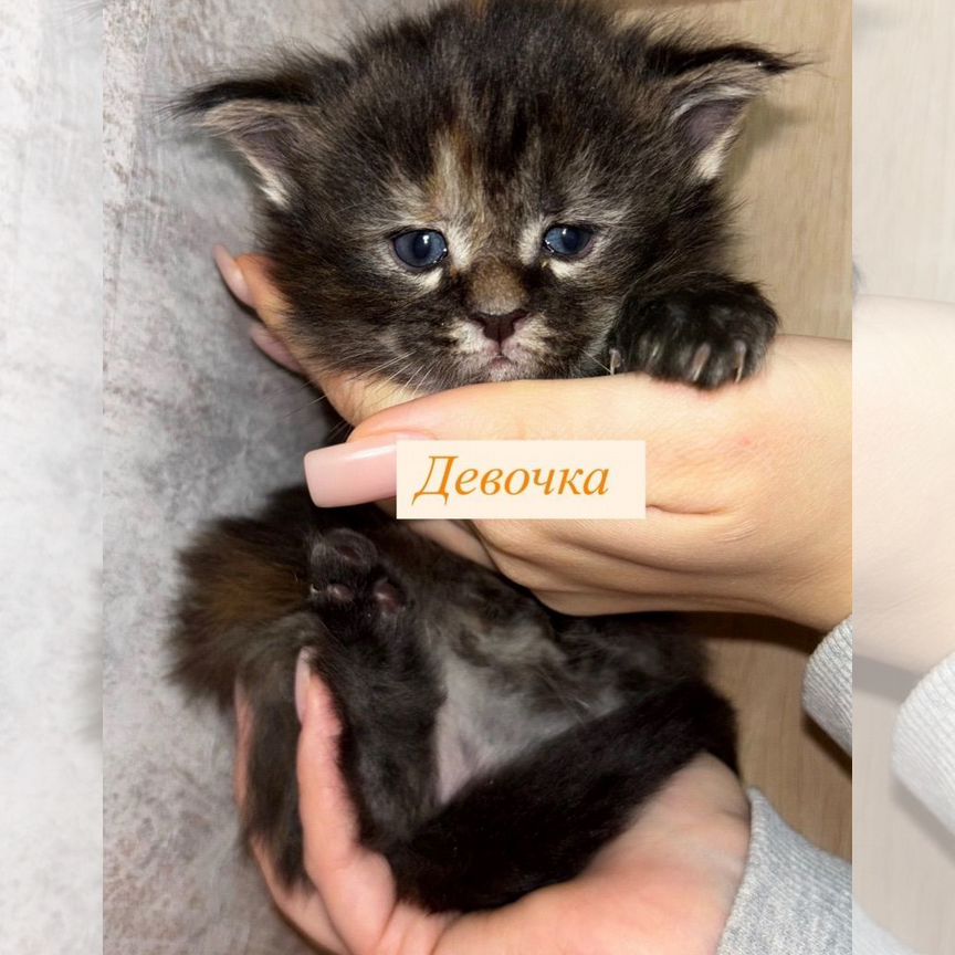 Котята мейн-кун