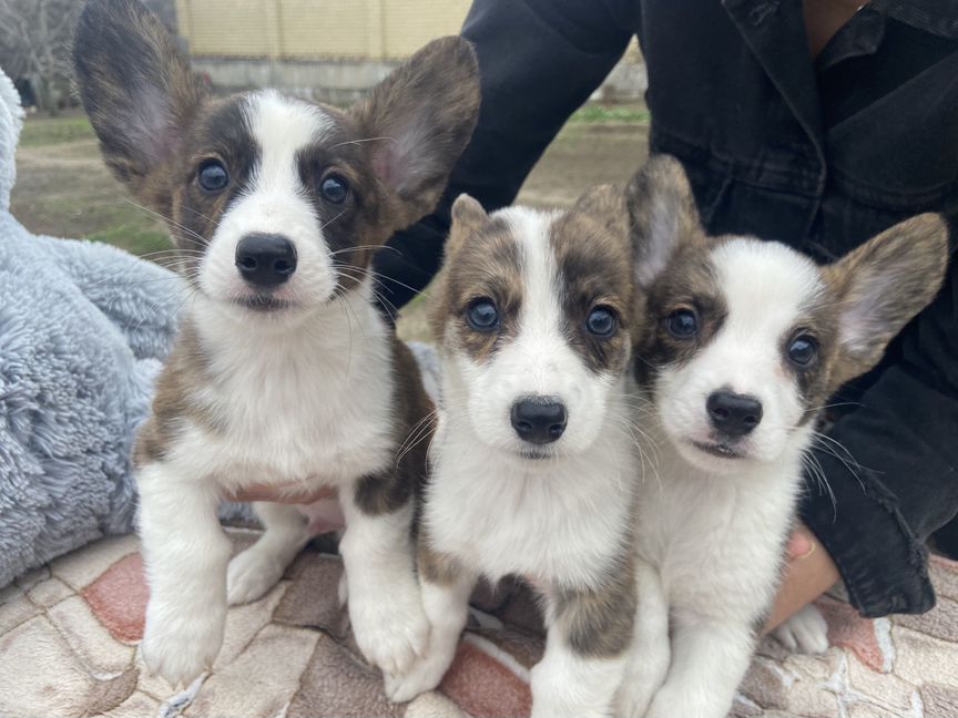 Щенки корги