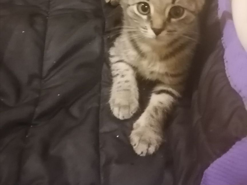 Кошки в добрые руки