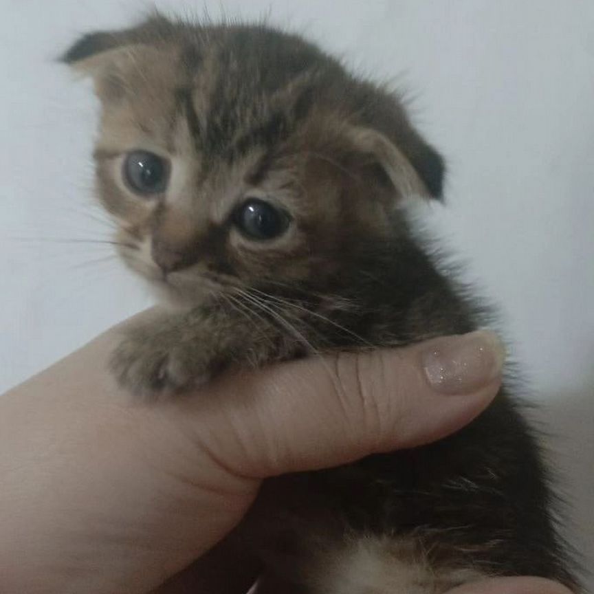 Отдам котят в хорошие руки,к лотку приучены