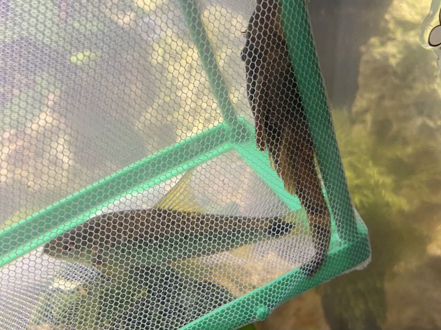 Отдам водорослееда и сома анцитруса