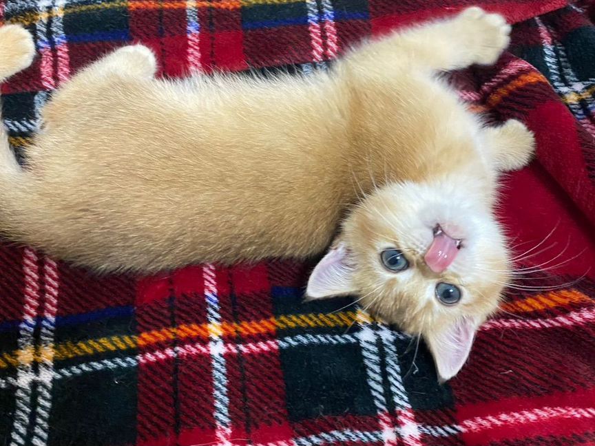 Золотые тикированные котята