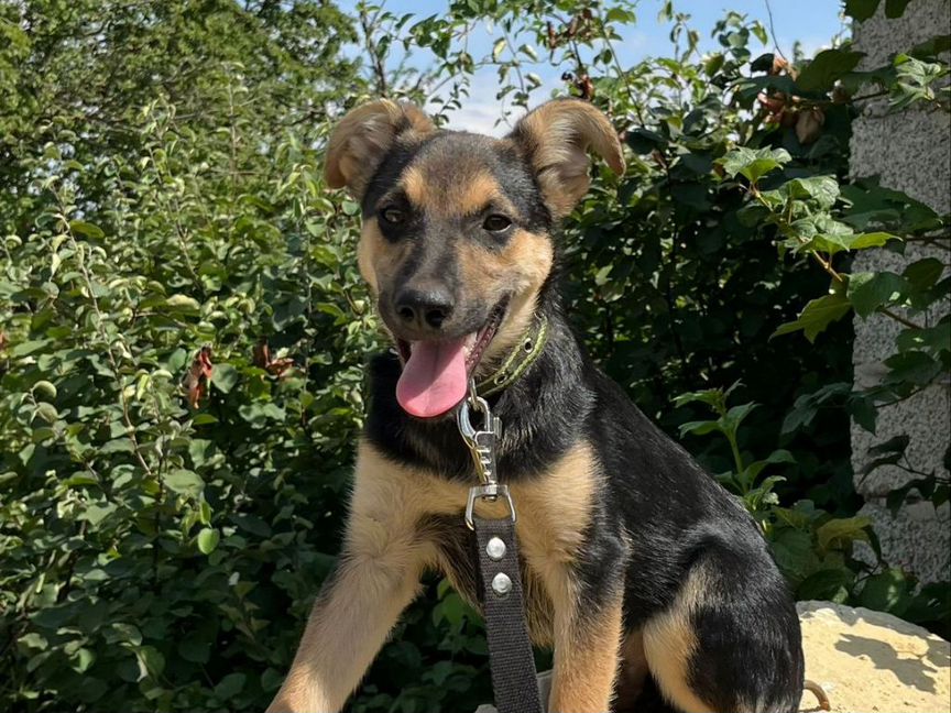 Собака в добрые руки