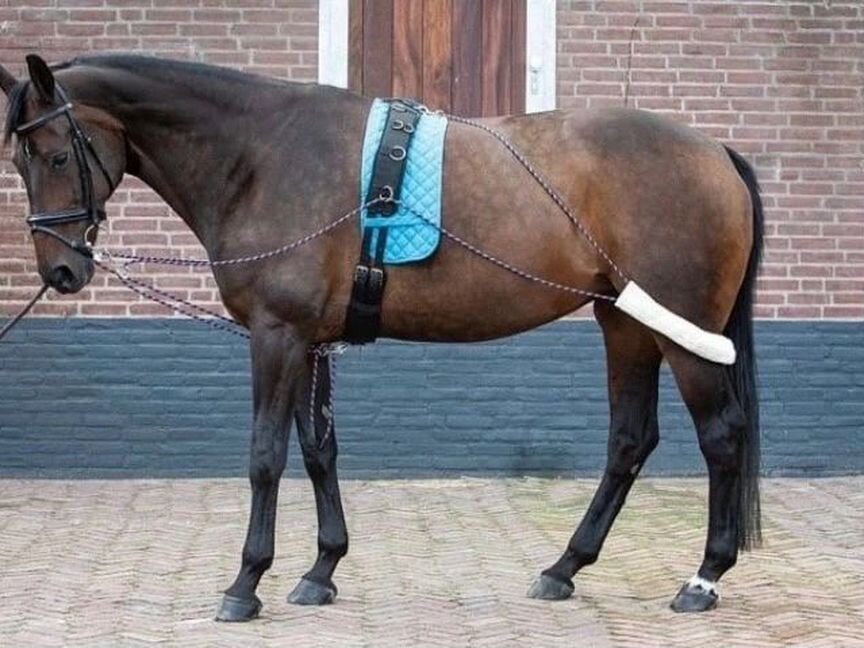 Шлея пессоа для лошади