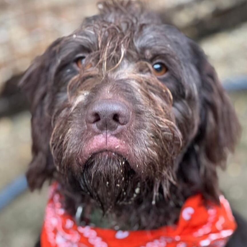 Взрослая собака в добрые руки