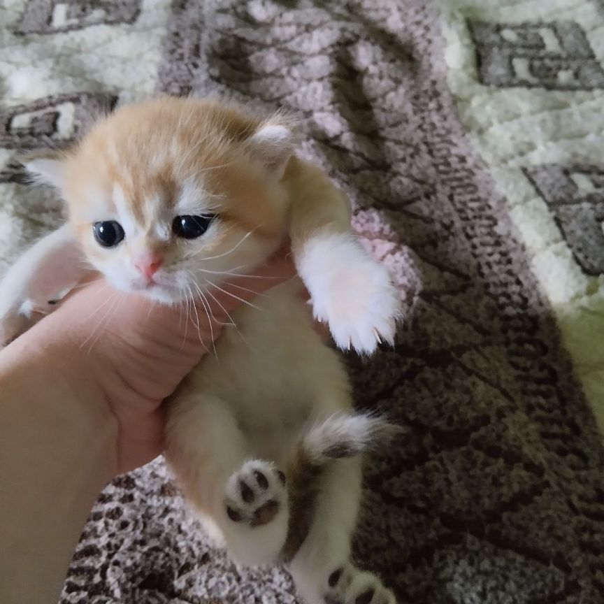 Прекрасные котята золотая шиншилла