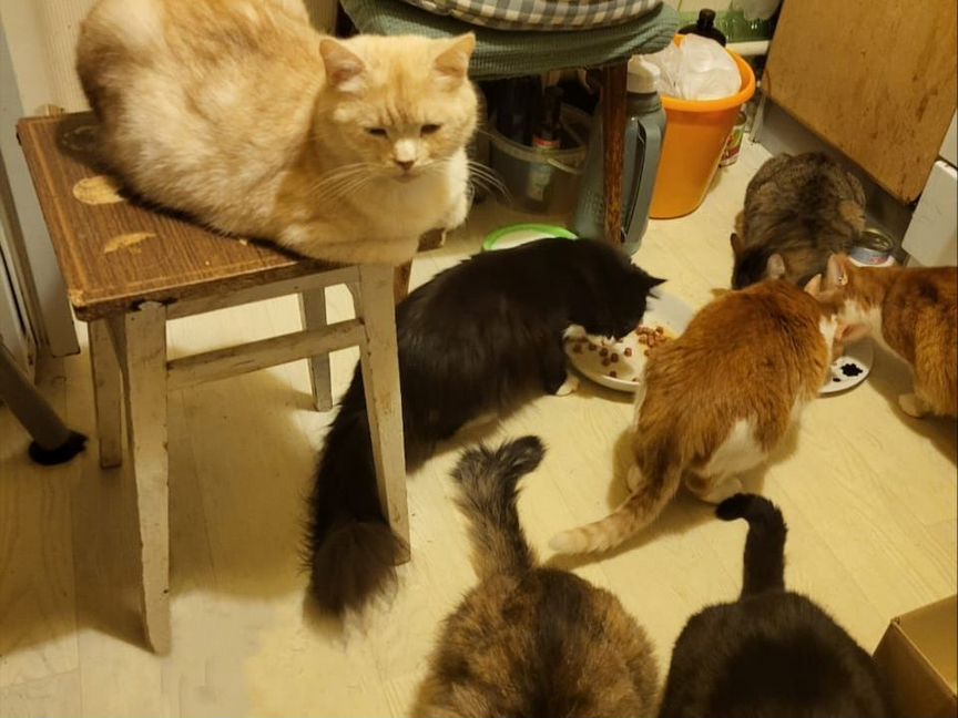 Котики Приют