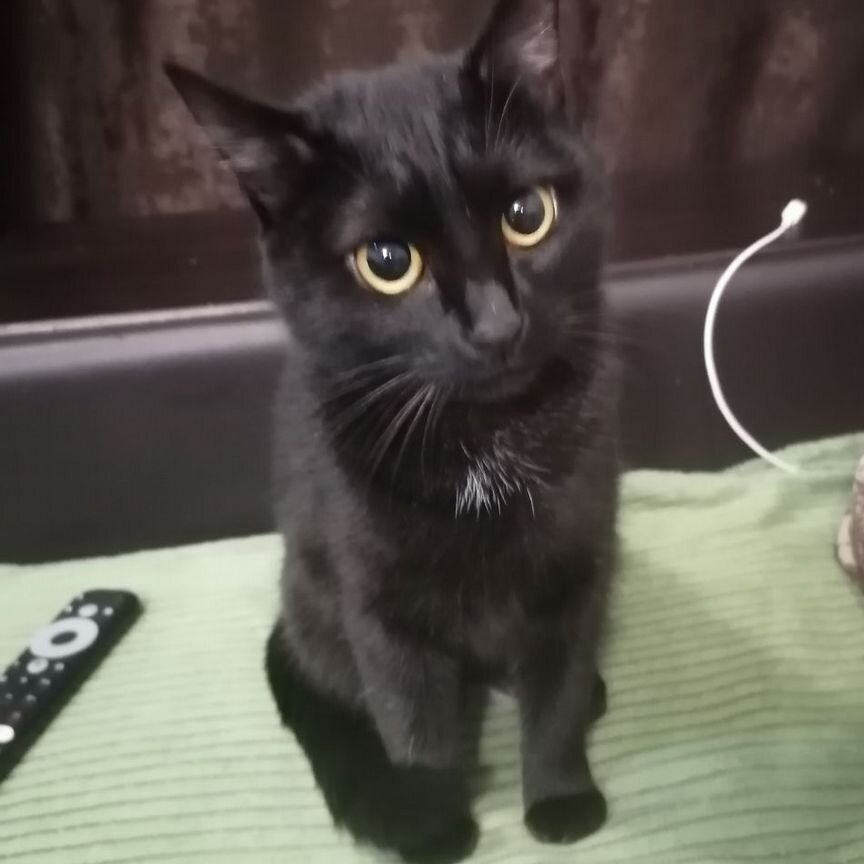 Ищем котика для вязки