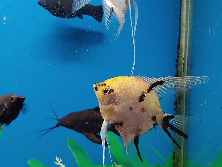 Скалярии кои пара