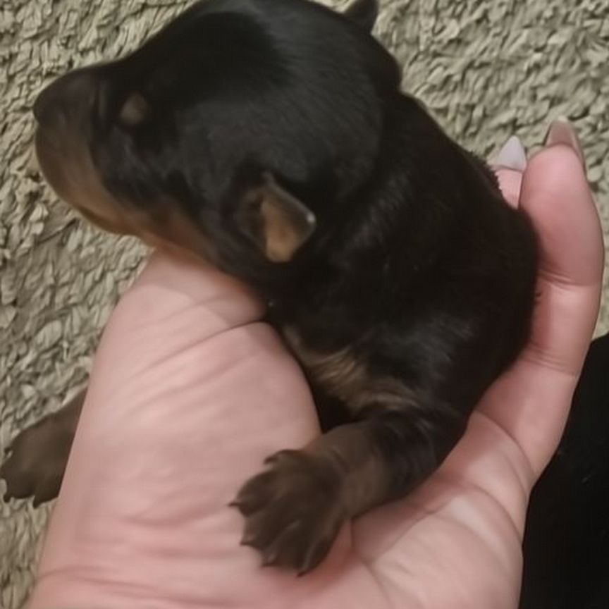 Цвергпинчер, щенок