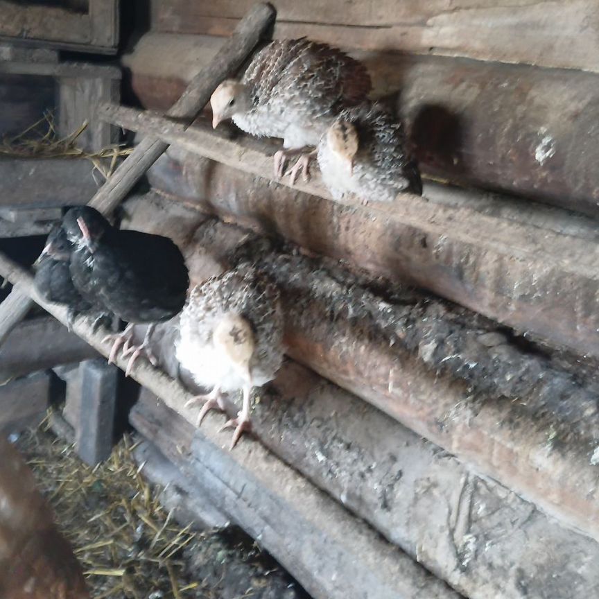 Индюшата домашние