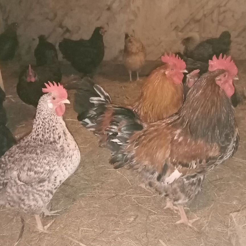 Инкубационное яйцо Деревенских курочек