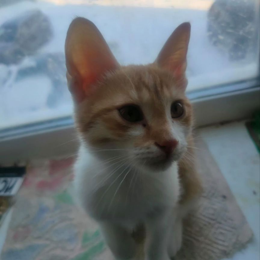 Котёнок