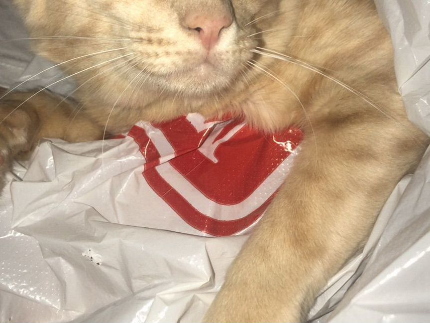 Кошка