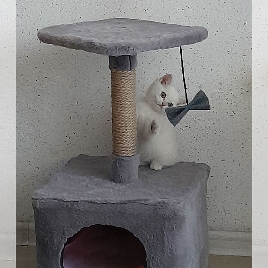 Британский короткошёрстный котёнок