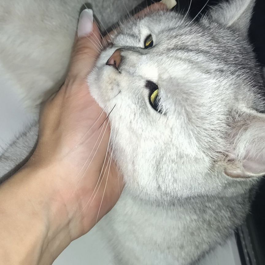 Отдам кота в добрые руки