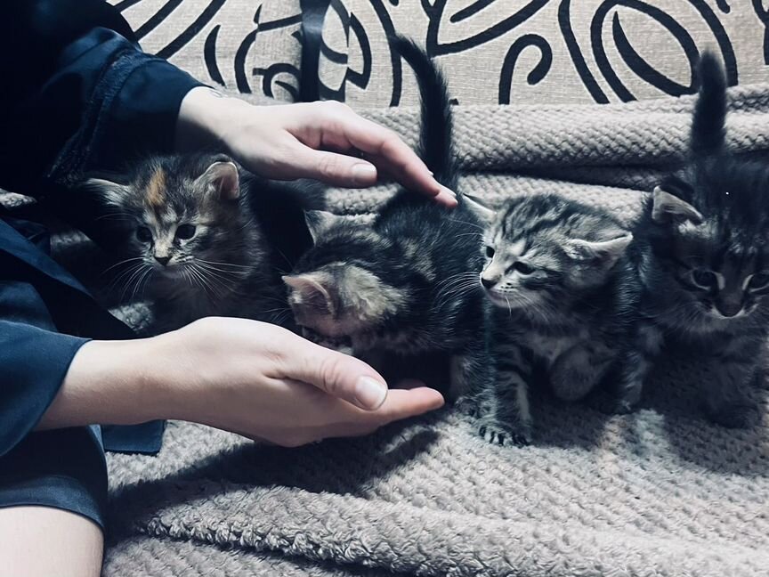 Котята в добрые руки