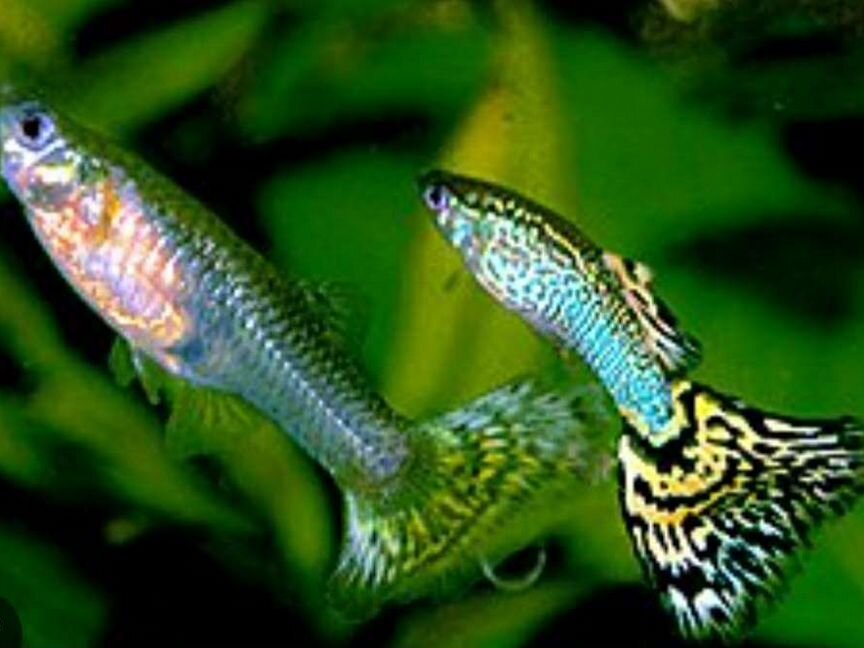 Рыбки гуппи