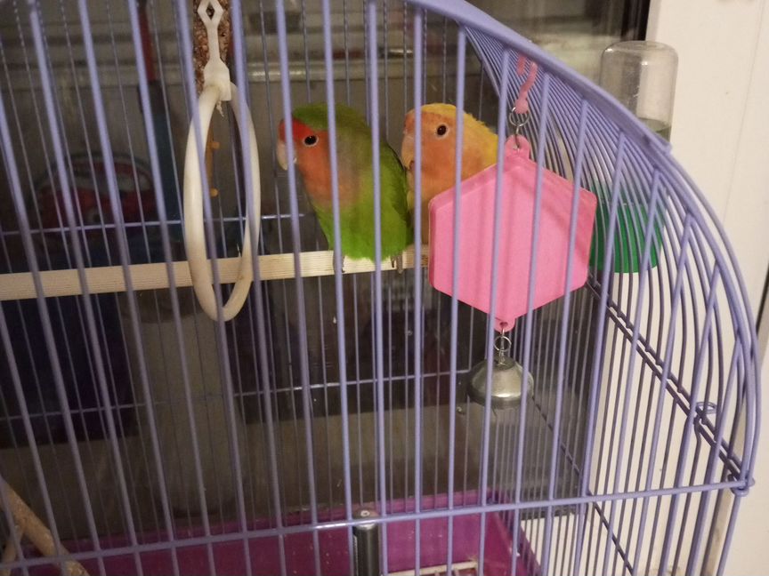 Попугай неразлучники с клеткой