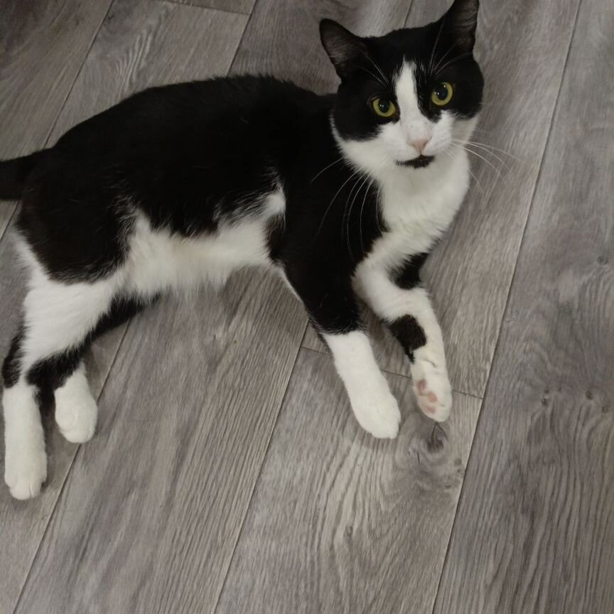 Котик