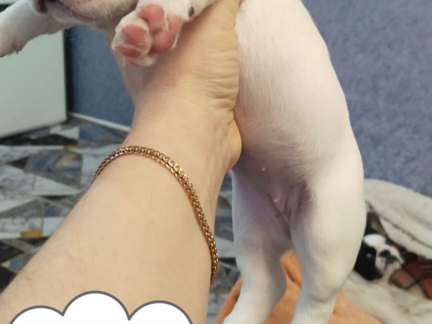 Французский бульдог